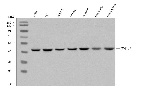 TAL1 Antibody