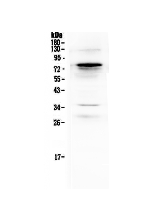 Complement C9 Antibody