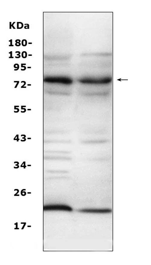 Complement C9 Antibody