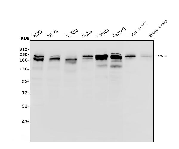 Integrin beta 4/ITGB4 Antibody