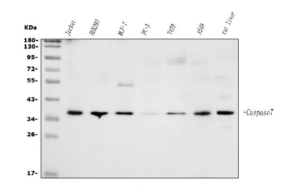 Caspase-7/CASP7 Antibody
