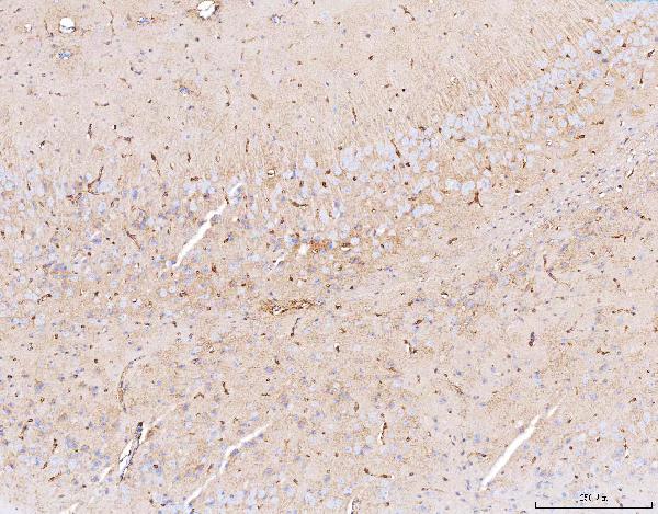 Aquaporin 4/AQP4 Antibody