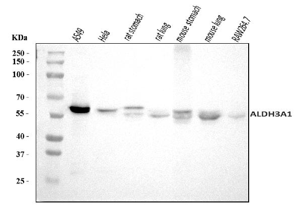 ALDH3A1 Antibody