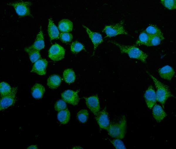Podoplanin/gp36/Pdpn Antibody