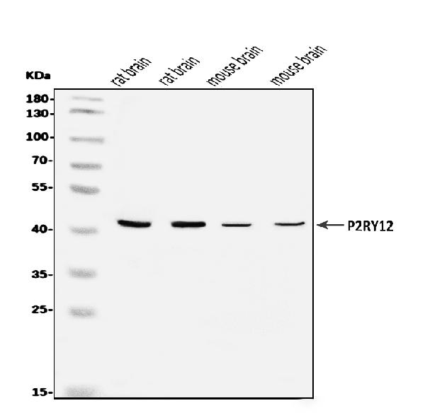 P2Y12/P2ry12 Antibody