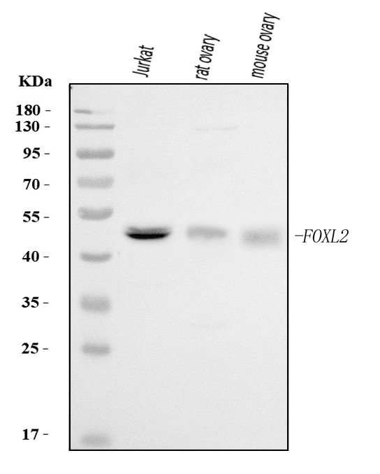 FOXL2 Antibody