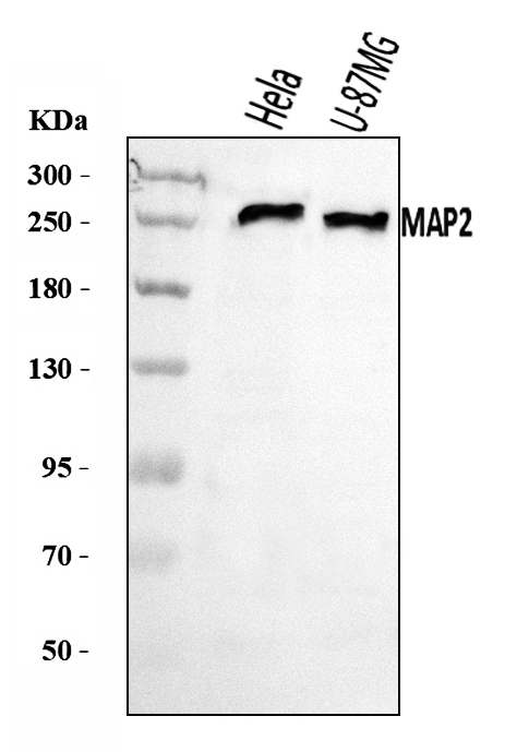 MAP2 Antibody