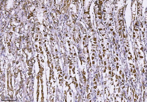 MUC2 Antibody