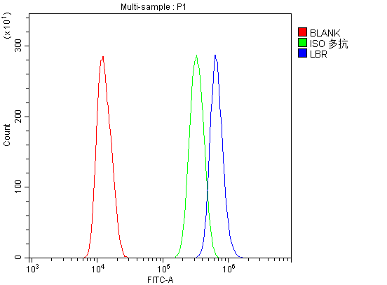 Lamin B Receptor/LBR Antibody