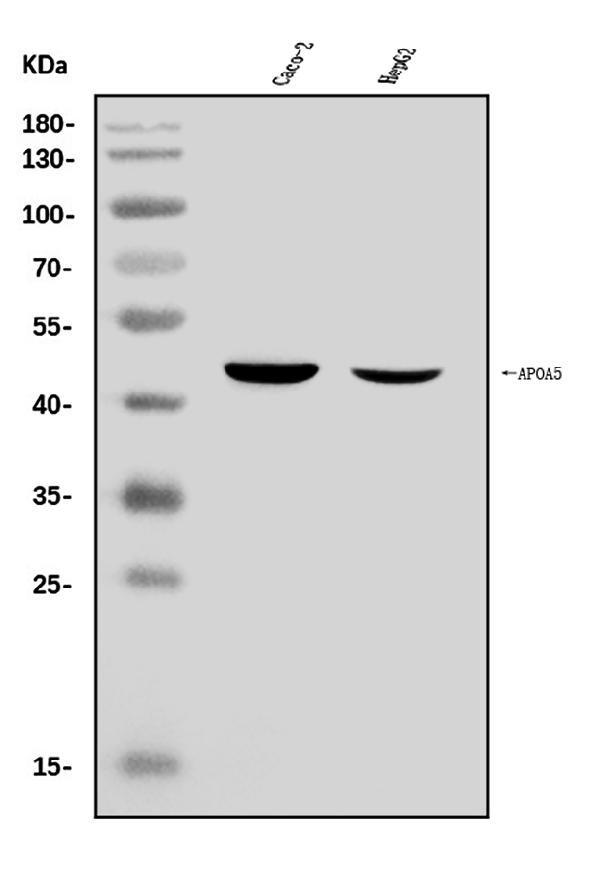 Apolipoprotein A V/APOA5 Antibody