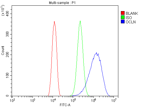 Occludin/OCLN Antibody