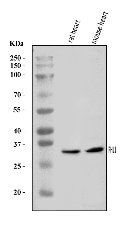 FHL1 Antibody