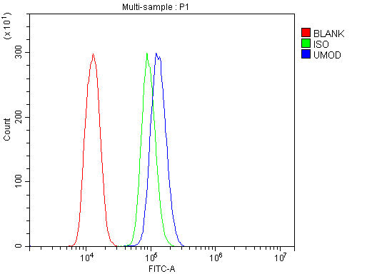 Anti-UMOD Antibody Picoband™| Bosterbio