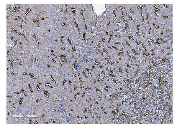 Anti-UMOD Antibody Picoband™| Bosterbio