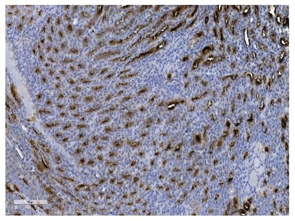Anti-UMOD Antibody Picoband™| Bosterbio