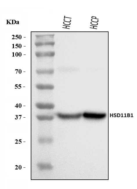 HSD11B1 Antibody