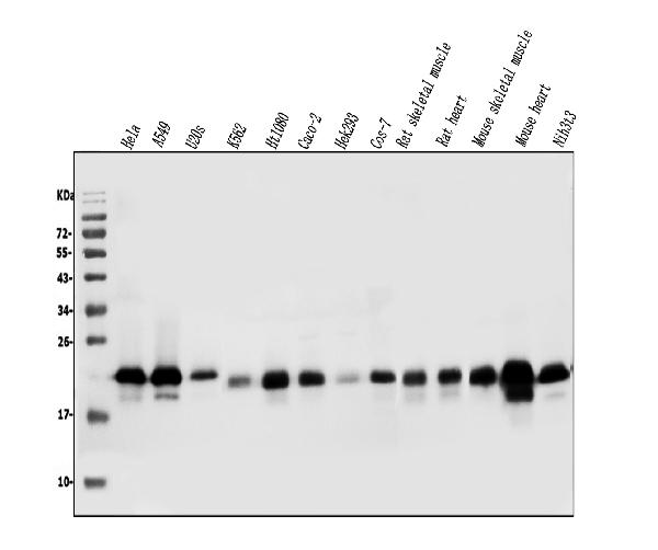 Caveolin-2/CAV2 Antibody
