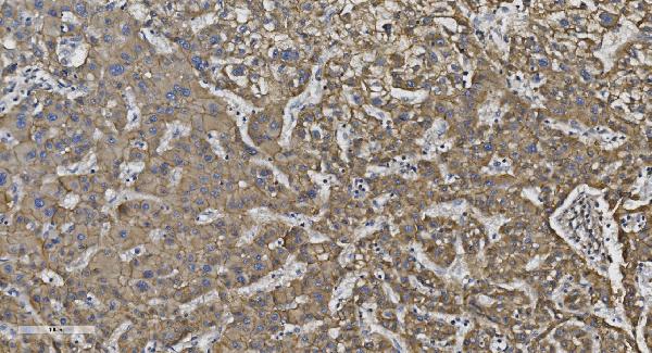 N Cadherin/CDH2 Antibody