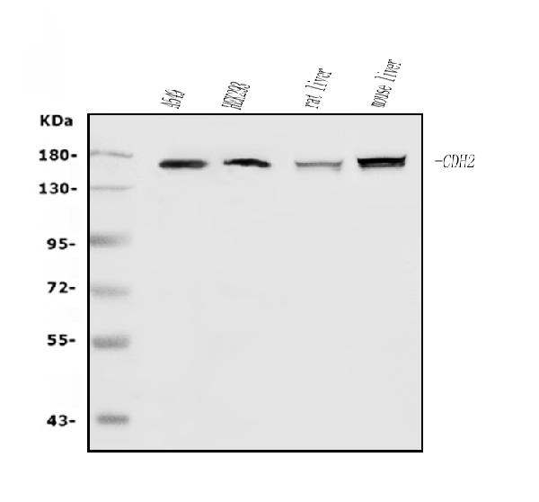 N Cadherin/CDH2 Antibody
