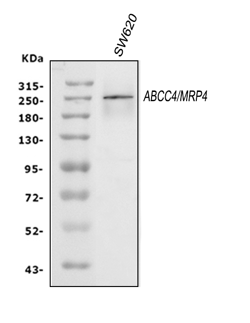 Anti-MRP4/ABCC4 Antibody Picoband | Bosterbio A01596