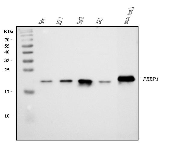 Anti-PBP/PEBP1 Antibody Picoband™ | Bosterbio