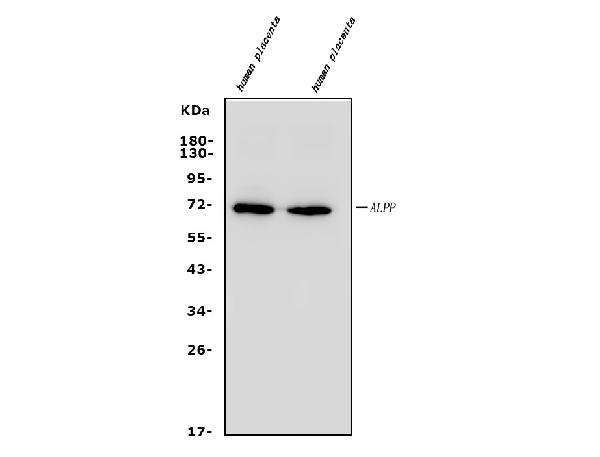 Placental alkaline phosphatase/ALPP Antibody