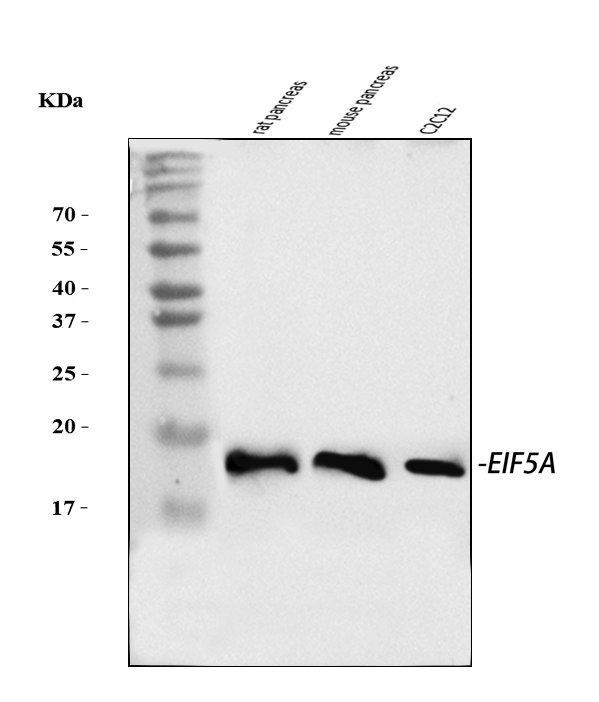 EIF5A Antibody