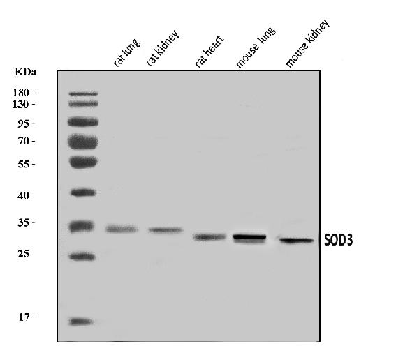 Superoxide Dismutase 3/EC-SOD/Sod3 Antibody