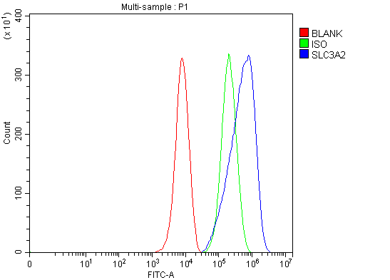 CD98/Slc3a2 Antibody