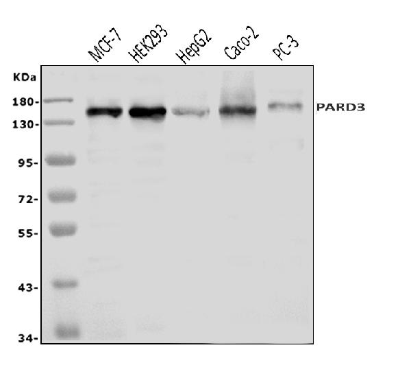PAR-3/PARD3 Antibody