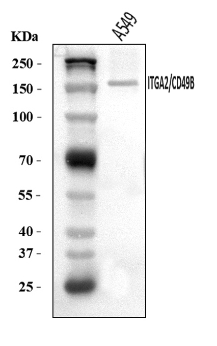 Integrin alpha 2/ITGA2 Antibody