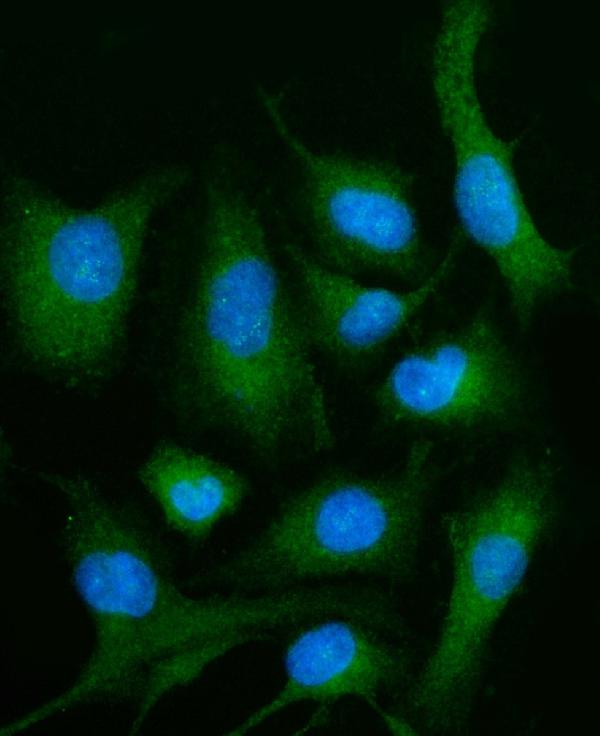 PLD3 Antibody