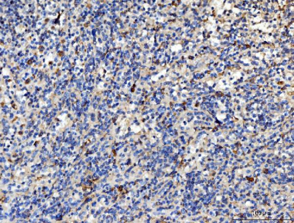 PLD3 Antibody