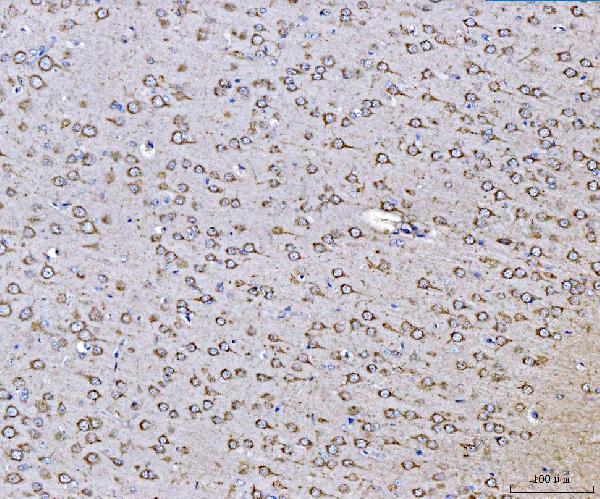 PLD3 Antibody