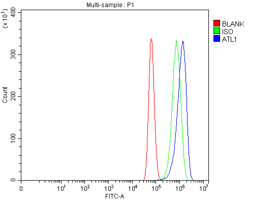 SPG3A/ATL1 Antibody