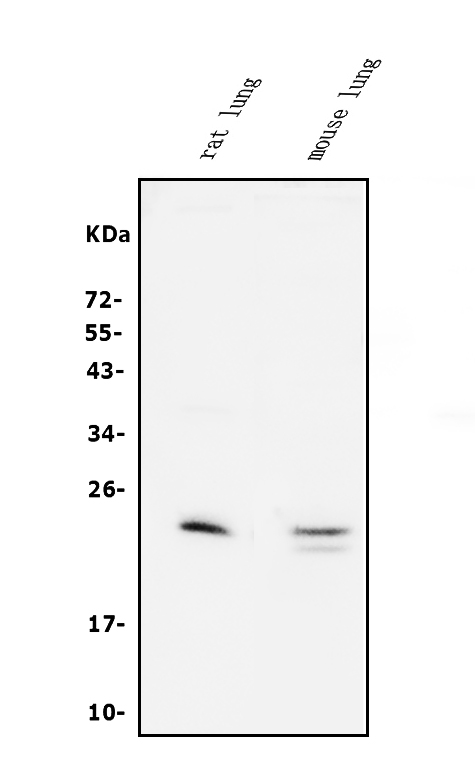 Prosurfactant Protein C/SFTPC Antibody