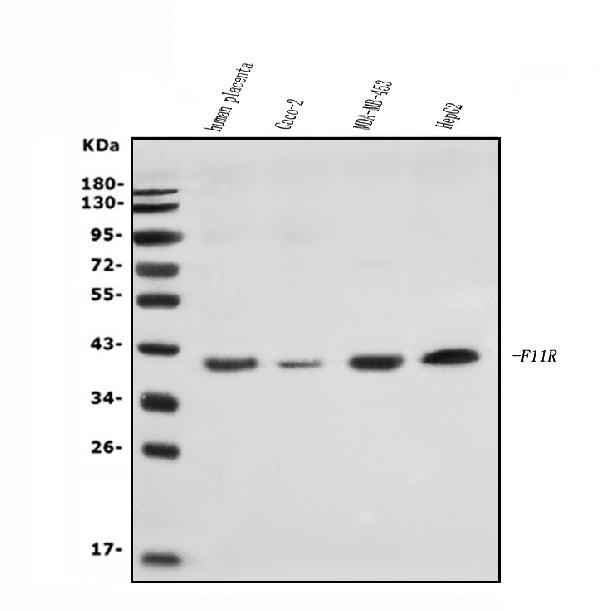 Anti-CD321/JAM-A F11R Antibody
