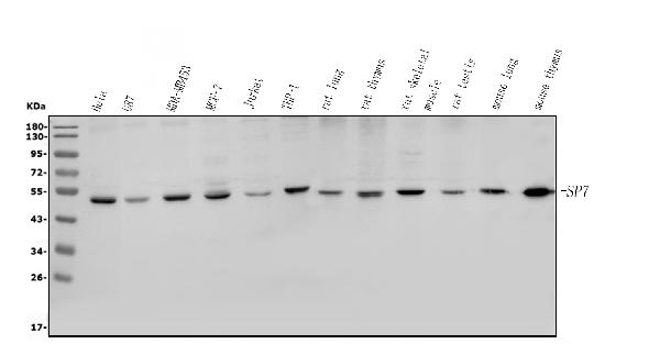 Anti-Sp7/Osterix Antibody Picoband™| Bosterbio