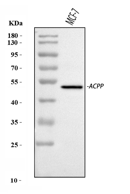 PAP/ACP3 Antibody