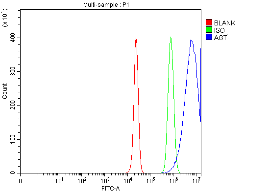 Angiotensinogen/AGT Antibody