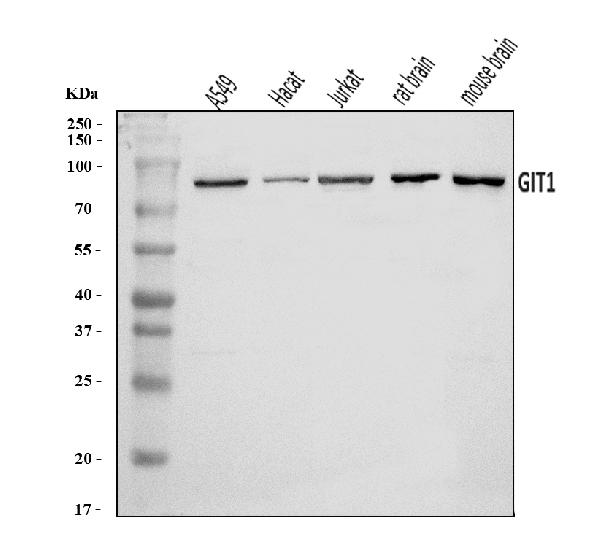GIT1 Antibody
