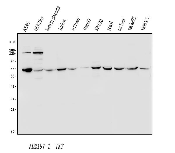 Transketolase/TKT Antibody
