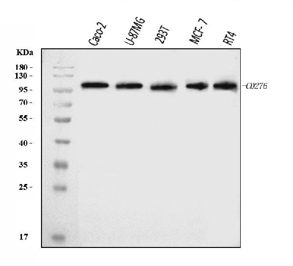 CD276 Antibodies & ELISA Kits, B7-H3/CD276 Proteins