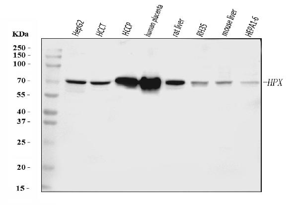 Hemopexin/HPX Antibody