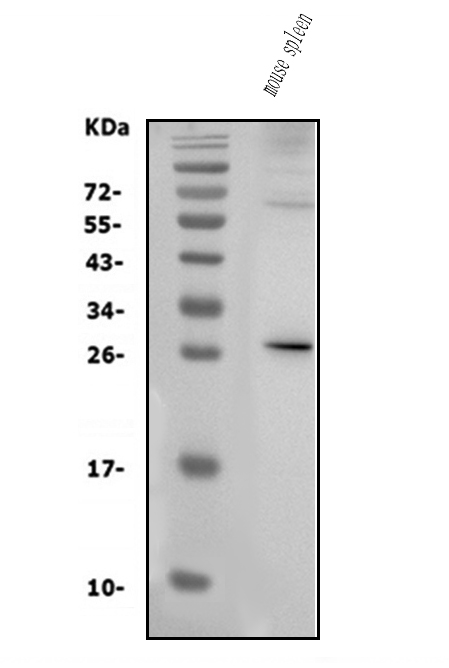Anti-IL3 Antibody Picoband™| Bosterbio