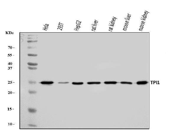 TPI1 Antibody