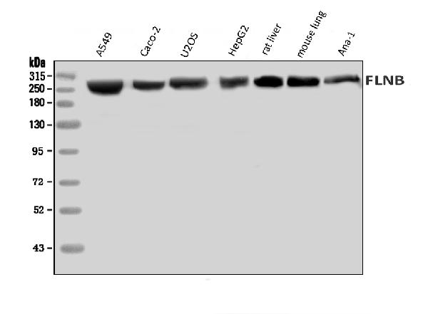 Filamin B/FLNB Antibody