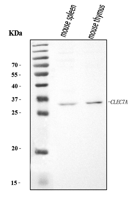 Dectin-1/Clec7a Antibody