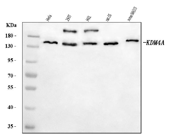 JHDM3A/JMJD2A/KDM4A Antibody