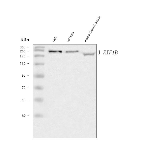 KIF1B Antibody